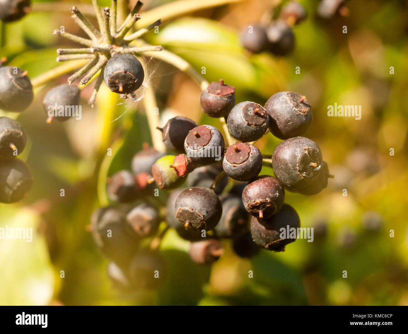Poison ivy berries hi-res stock photography and images - Alamy