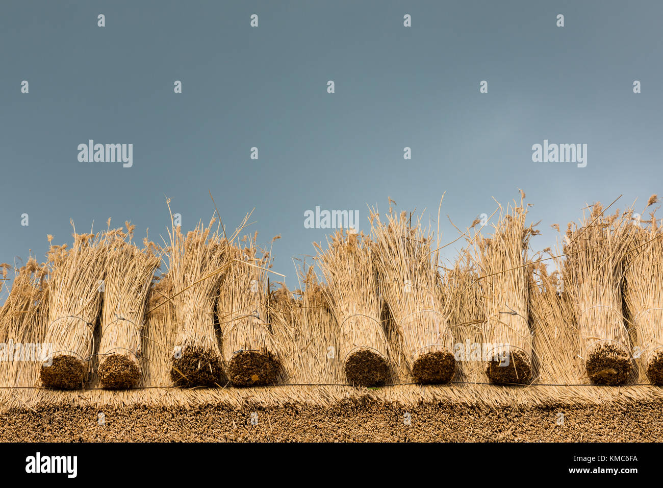 Thatcher thatching a roof of a house with new straw.Thatched roof of a ...