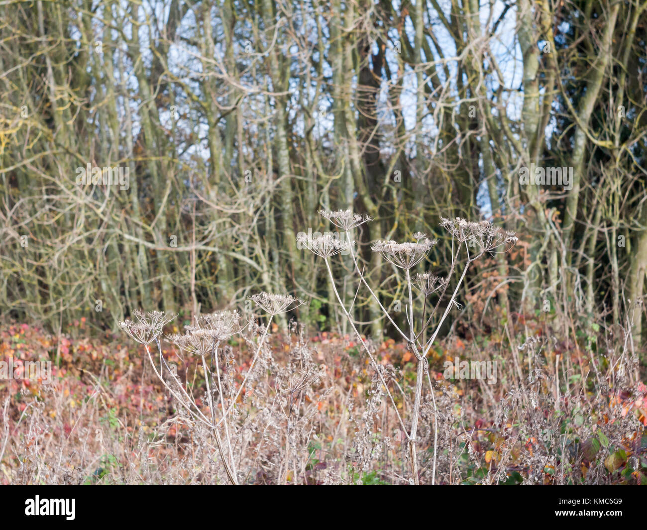 Wild flowers uk november hi-res stock photography and images - Alamy
