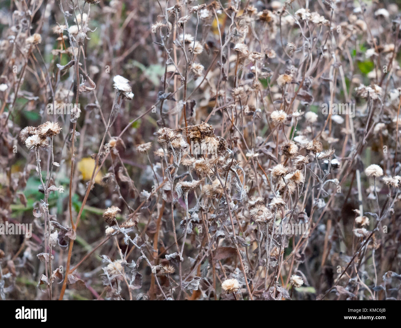 many dead flower heads in autumn shrub foliage; essex; england; uk ...