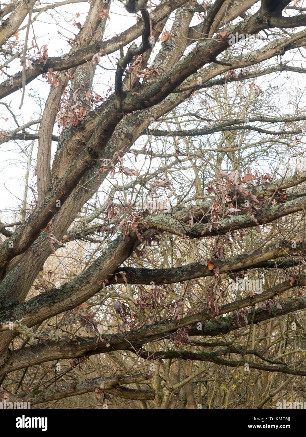 outstretched autumn tree branches with red leaves background forest ...