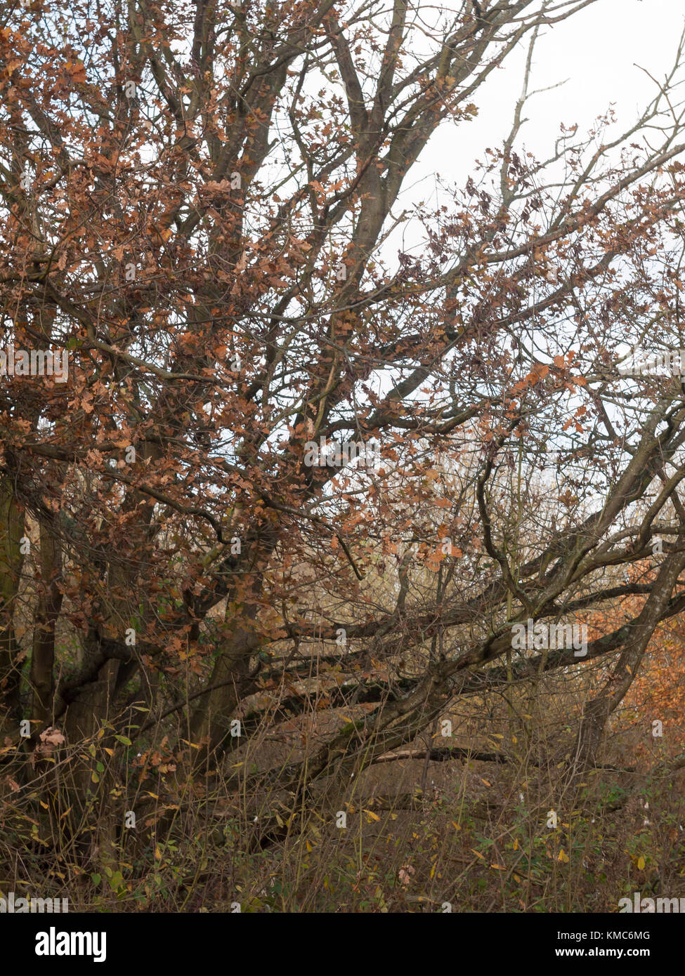 outstretched autumn tree branches with red leaves background forest ...
