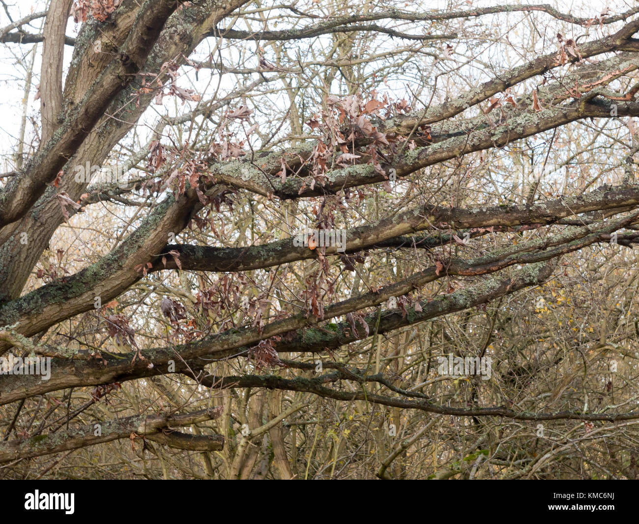 outstretched autumn tree branches with red leaves background forest ...