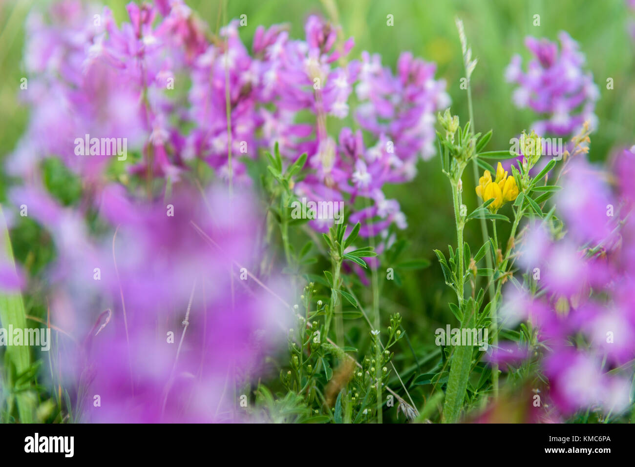 Purple Polýgala comósa wild field flowers and yellow wild peas close up ...