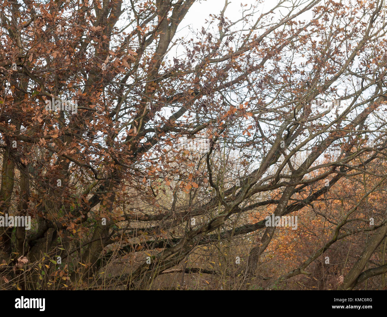 outstretched autumn tree branches with red leaves background forest ...
