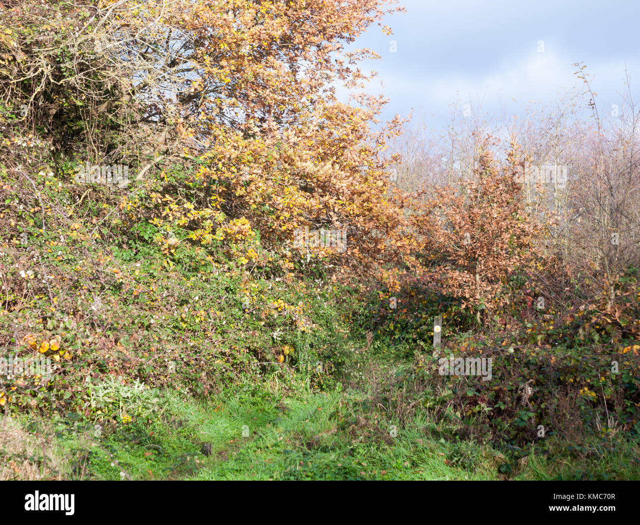 autumn yellow and green tree pathway through countryside forest walk ...