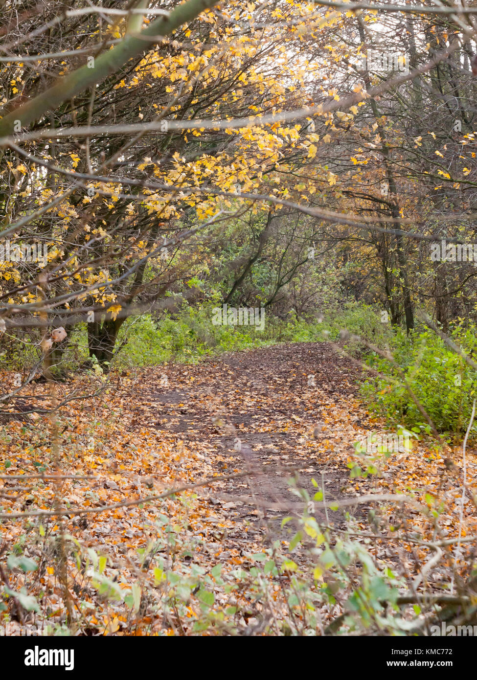 autumn forest path walkway through dark way yellow leaves ground; essex ...