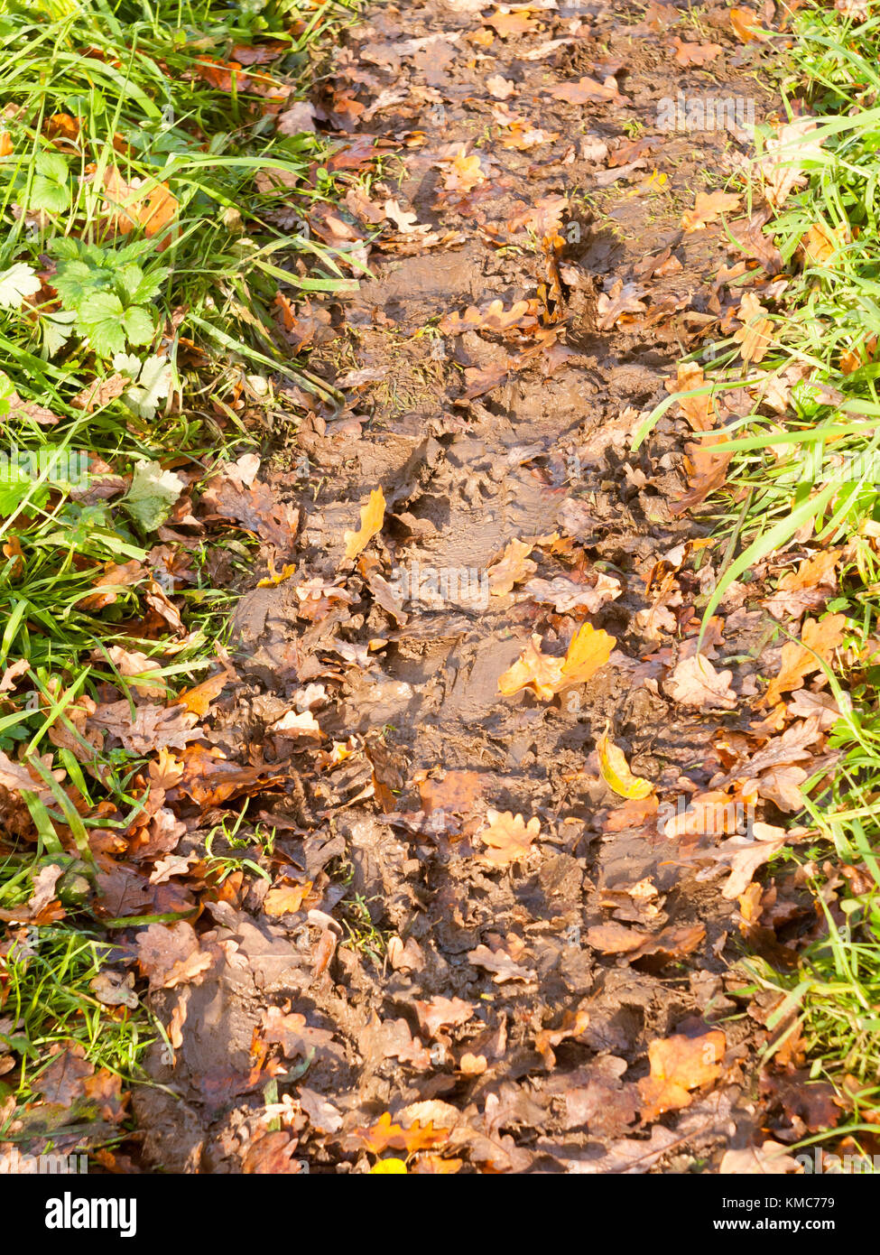 wet and muddy walkway path trek on floor with green grass and fallen ...