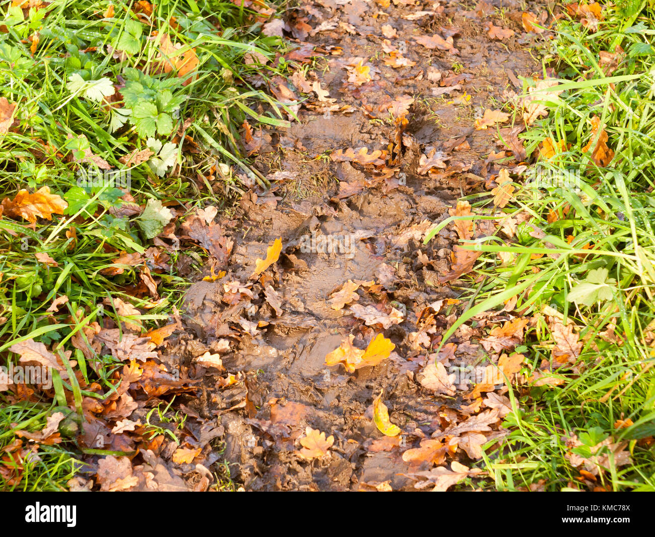 wet and muddy walkway path trek on floor with green grass and fallen ...