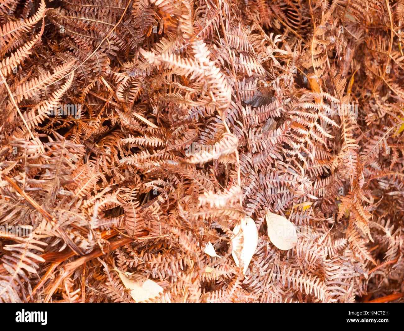 brown dead dry fern leaves on forest floor background texture season ...