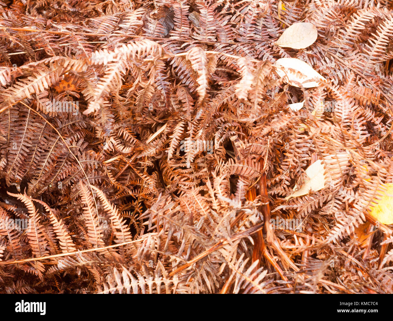 brown dead dry fern leaves on forest floor background texture season ...