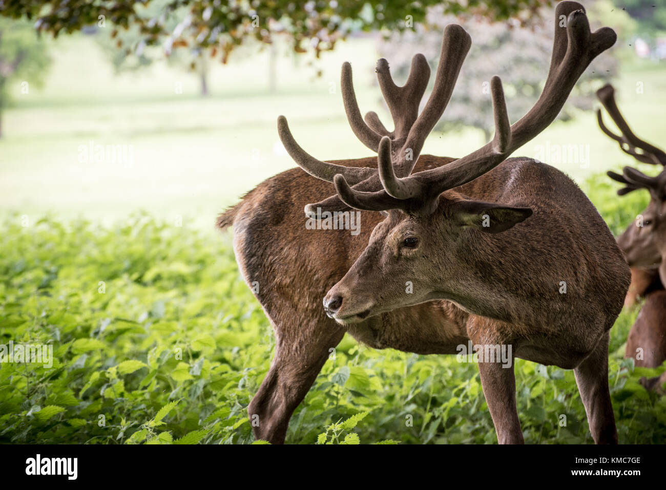Ball antler hi-res stock photography and images - Alamy