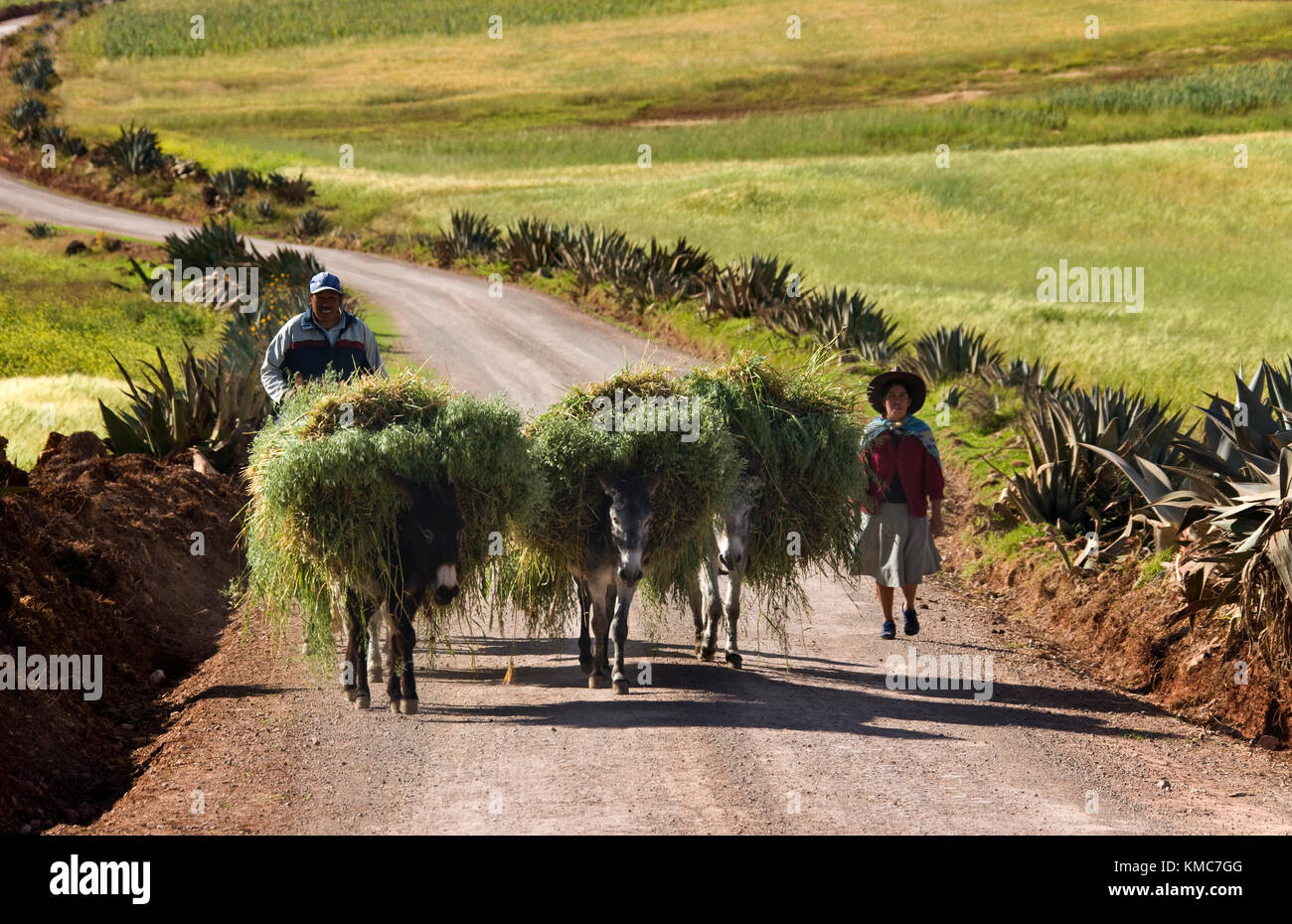Local farmers near Machu Picchu in Peru, South America Stock Photo - Alamy
