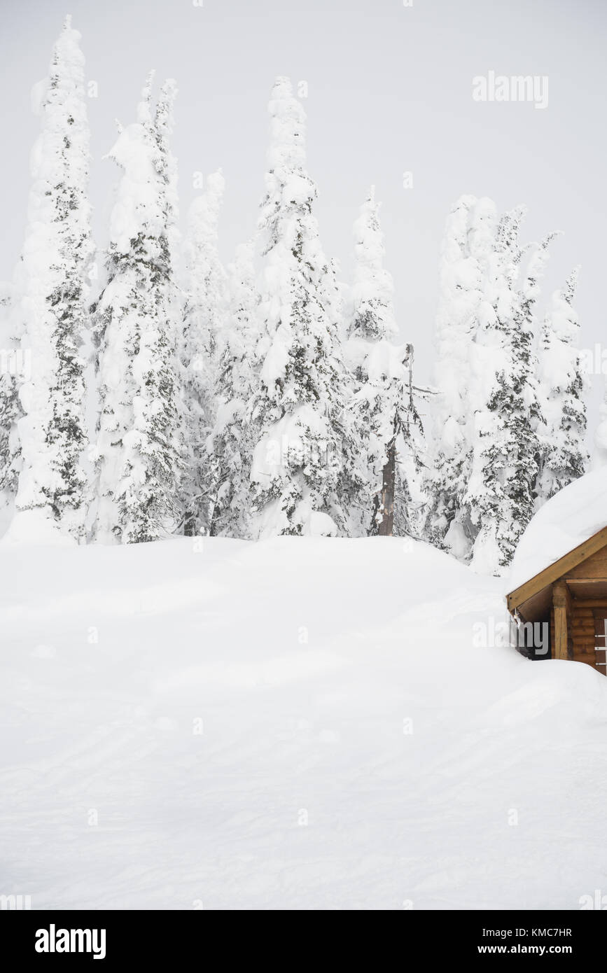 Wooden trees landscape landscape environment hi-res stock photography ...