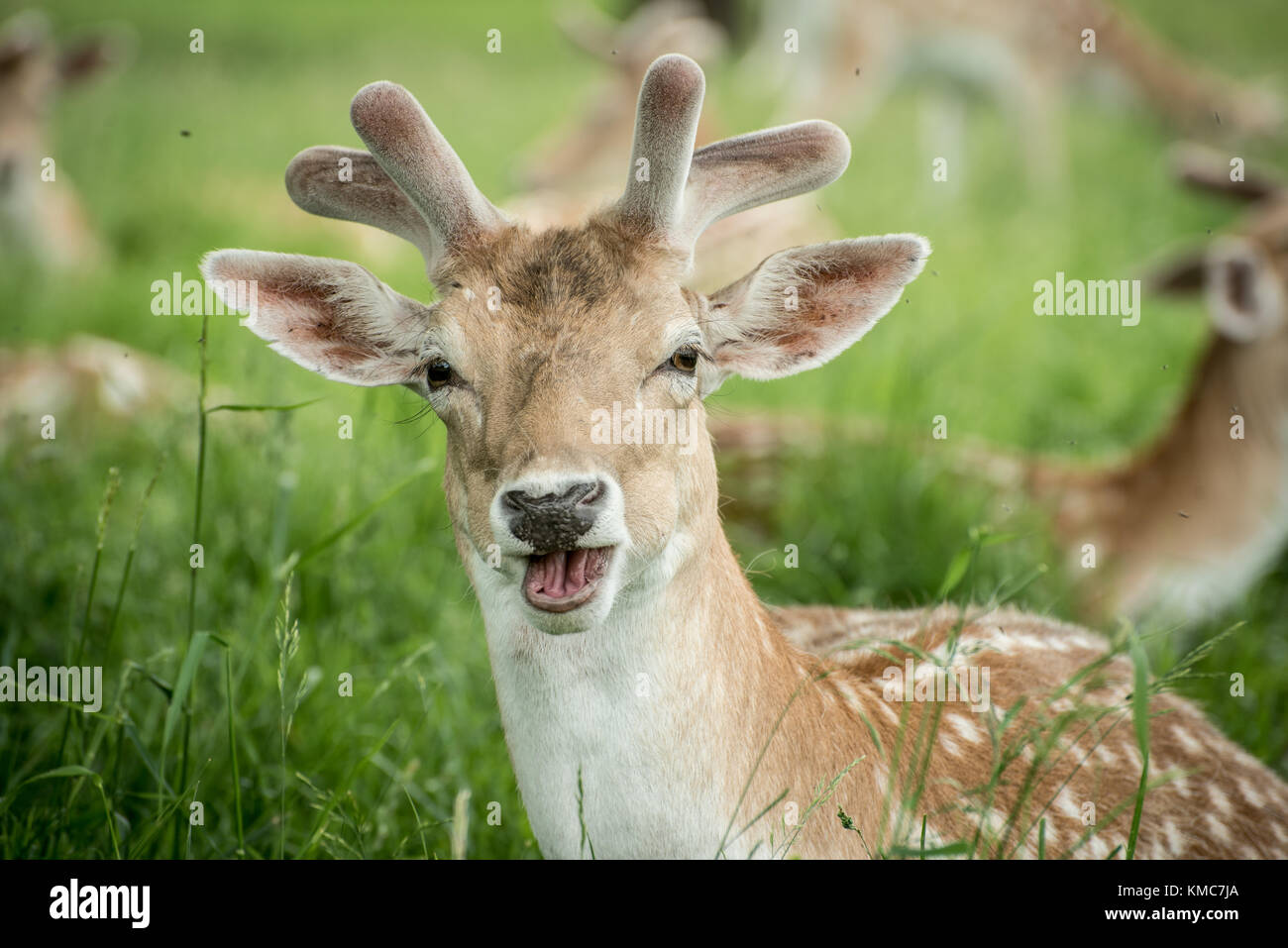 Expensive woods hi-res stock photography and images - Alamy