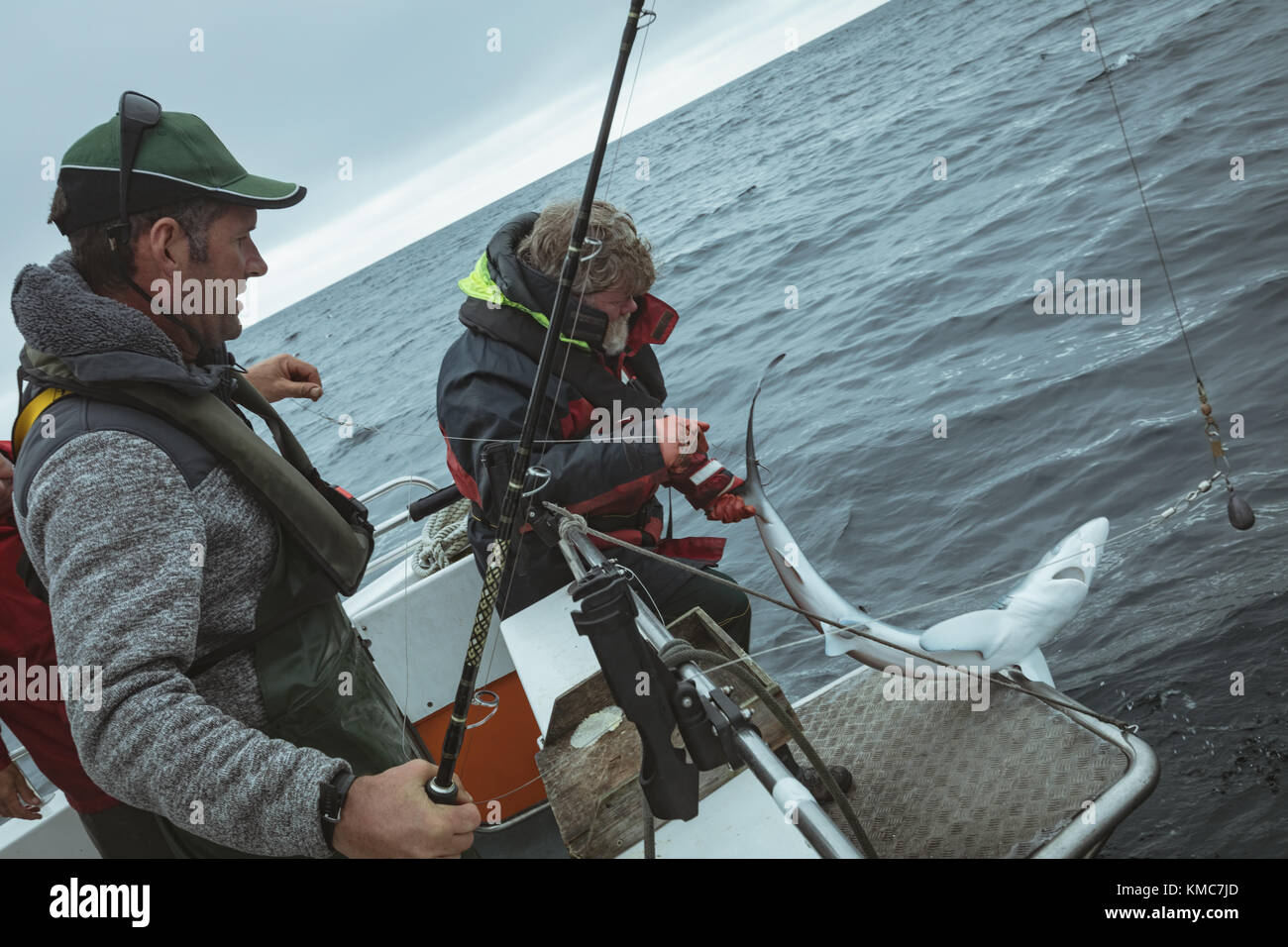 Shark fish caught in the fishing rod Stock Photo - Alamy
