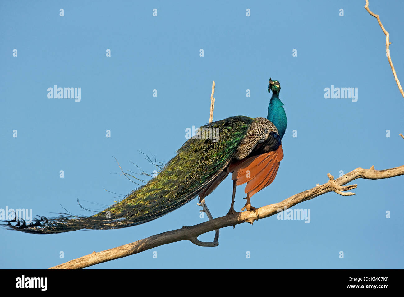 Pavo cristata hi-res stock photography and images - Alamy