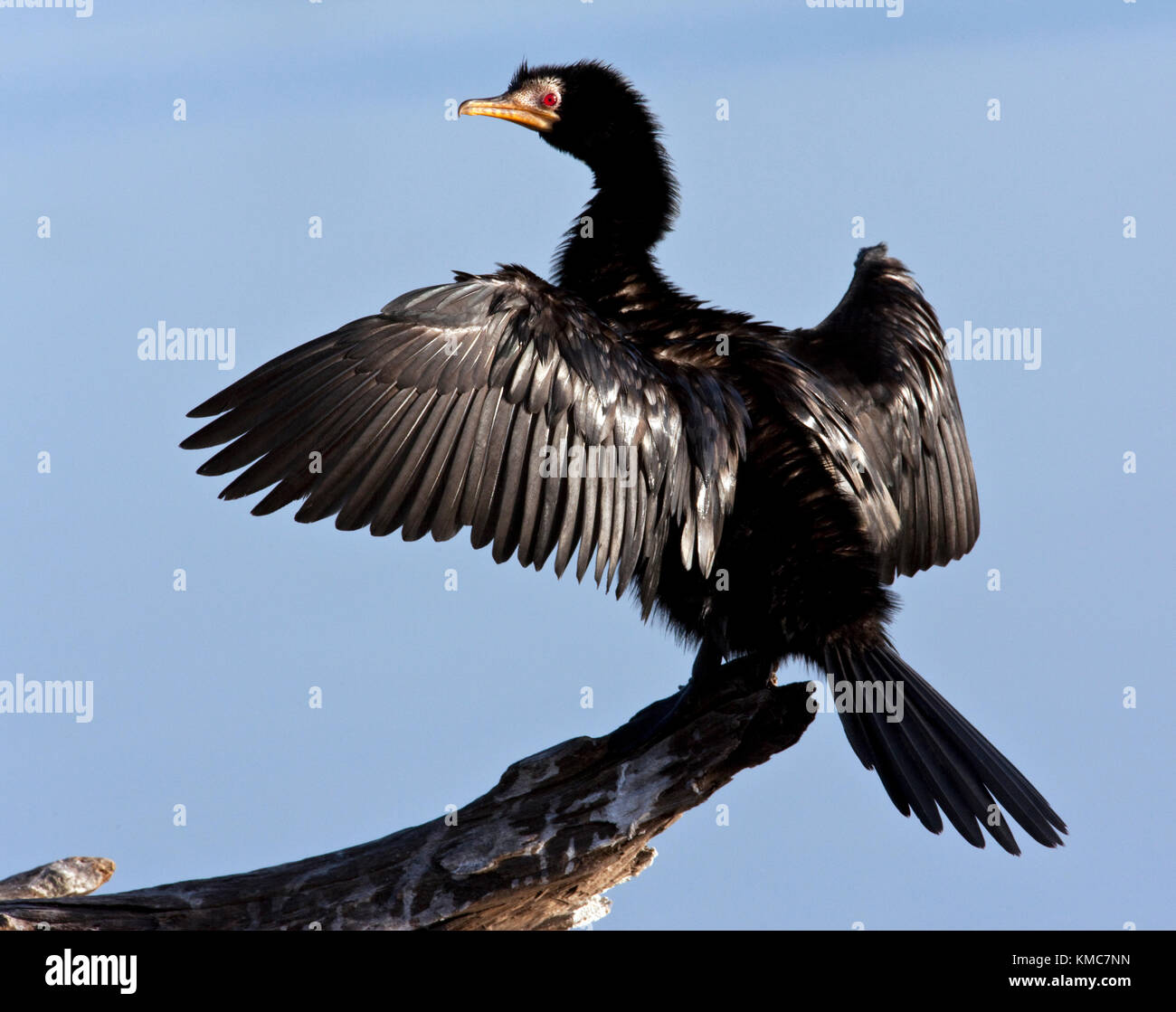 African Reed Cormorant High Resolution Stock Photography and Images - Alamy