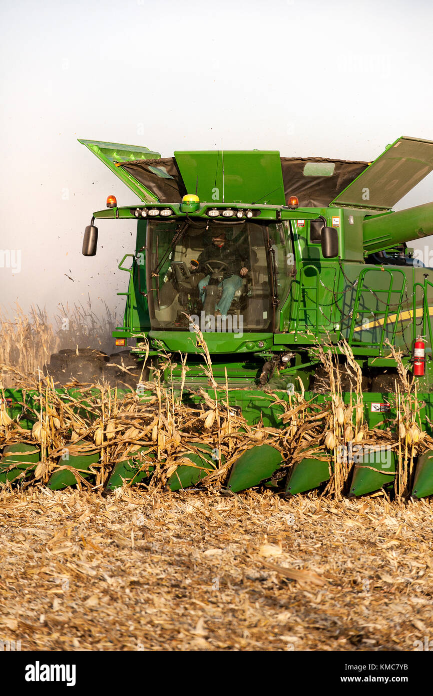 COMBINE HARVESTING MATURE CORN Stock Photo - Alamy