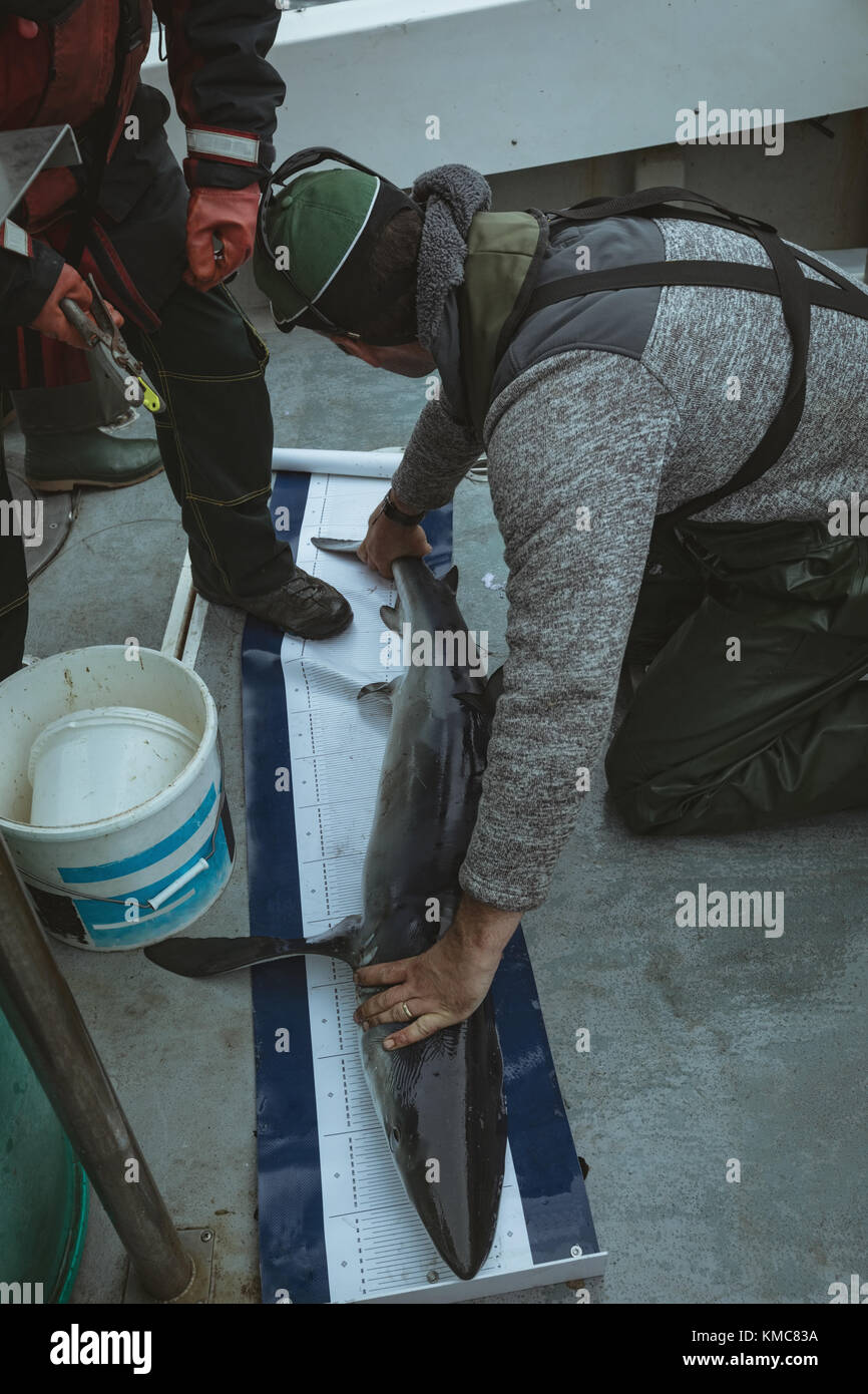 Fishermen measuring length of shark fish on measurement mat Stock Photo ...