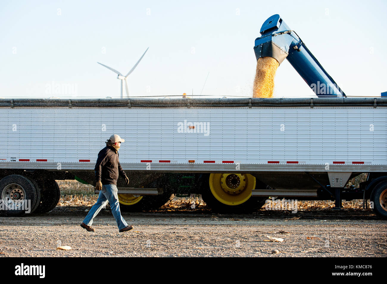 FARMER INSPECTING HARVESTED CORN LOADED IN TO TRANSPORT TRAILER Stock ...