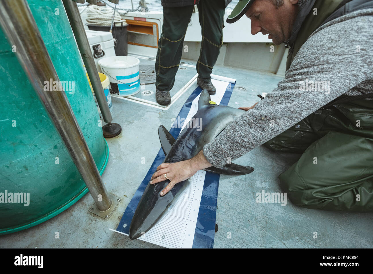 Fishermen measuring length of shark fish Stock Photo - Alamy