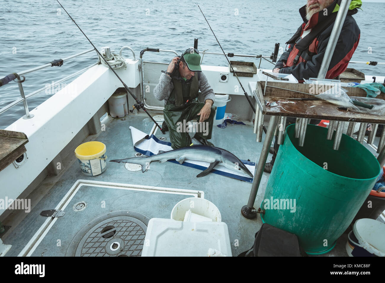 Fishermen measuring length of shark fish Stock Photo - Alamy