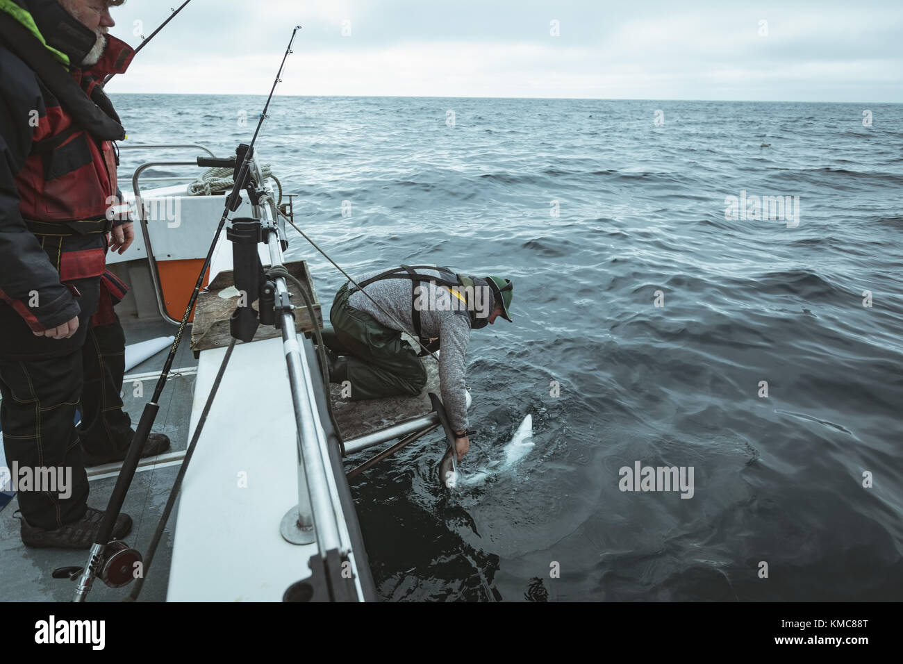 Fisherman leaving shark in sea Stock Photo - Alamy