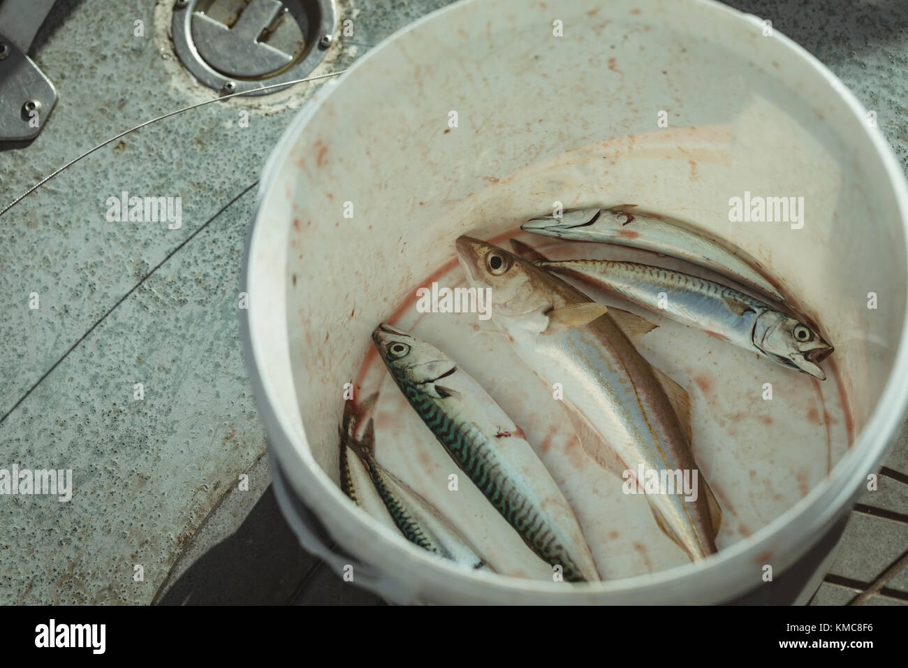 Dead fish in bucket Stock Photo - Alamy