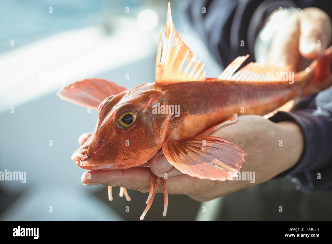 Fisherman holding fish Stock Photo - Alamy