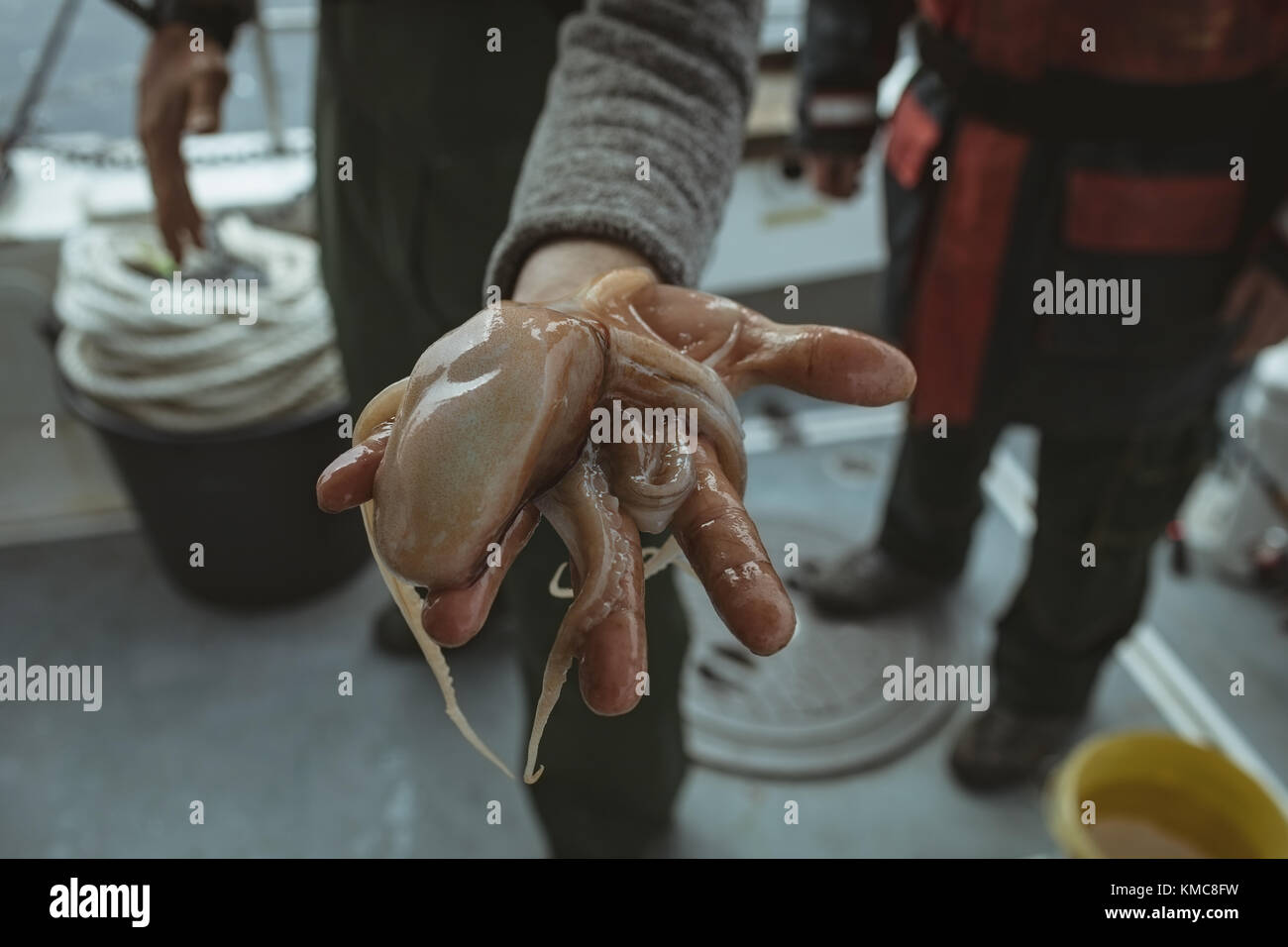 Close up octopus holding hi-res stock photography and images - Alamy