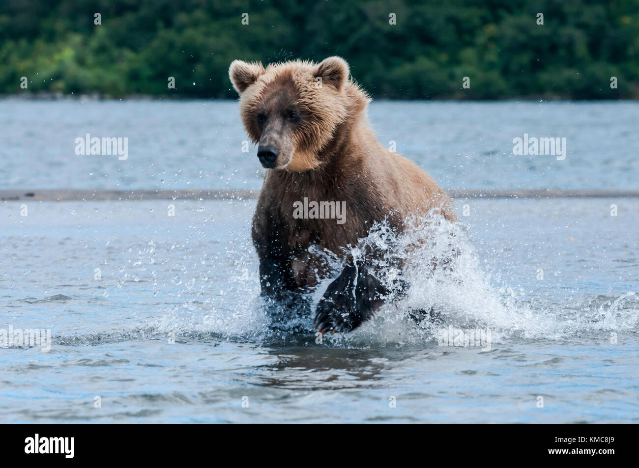running brown bear chasing for salmon in the river Stock Photo - Alamy