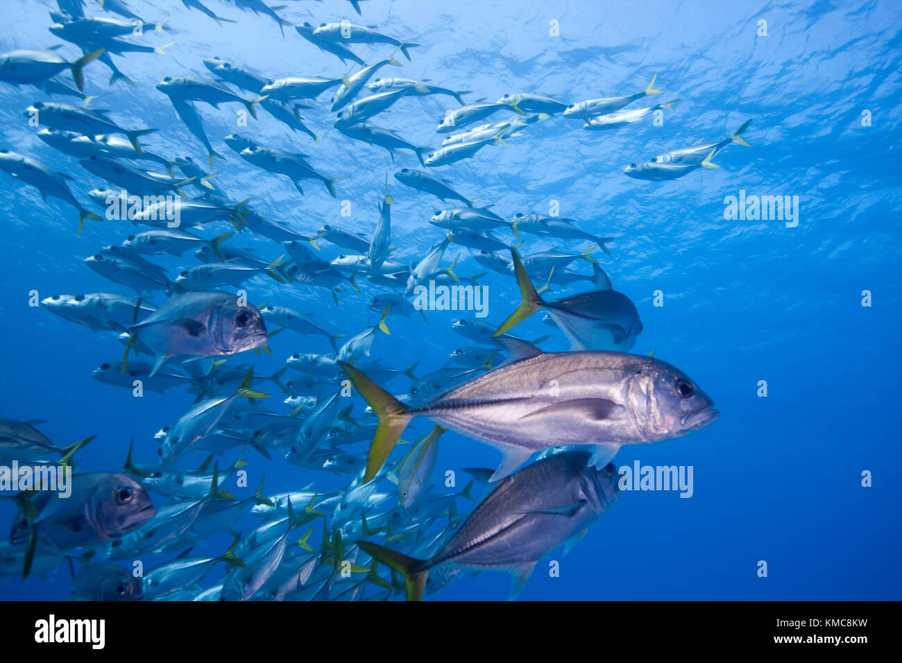 Cayman islands underwater hi-res stock photography and images - Alamy