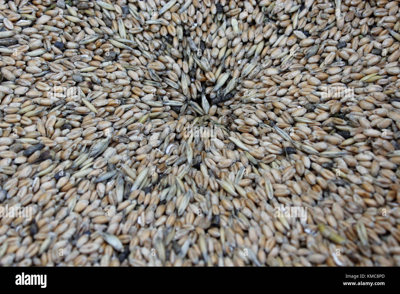 grains of wheat. Texture from wheat seeds Stock Photo - Alamy
