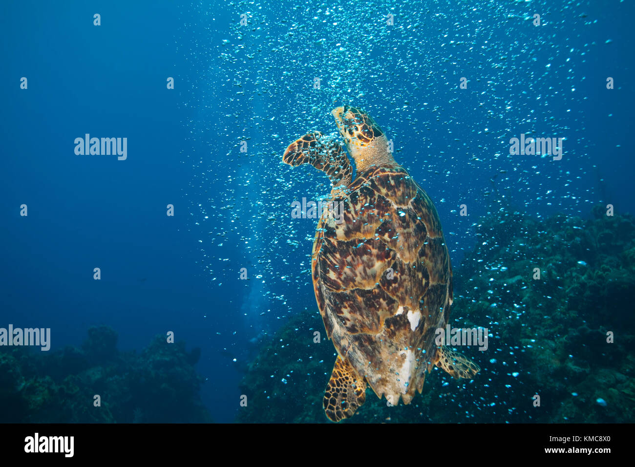 Hawknose hi-res stock photography and images - Alamy