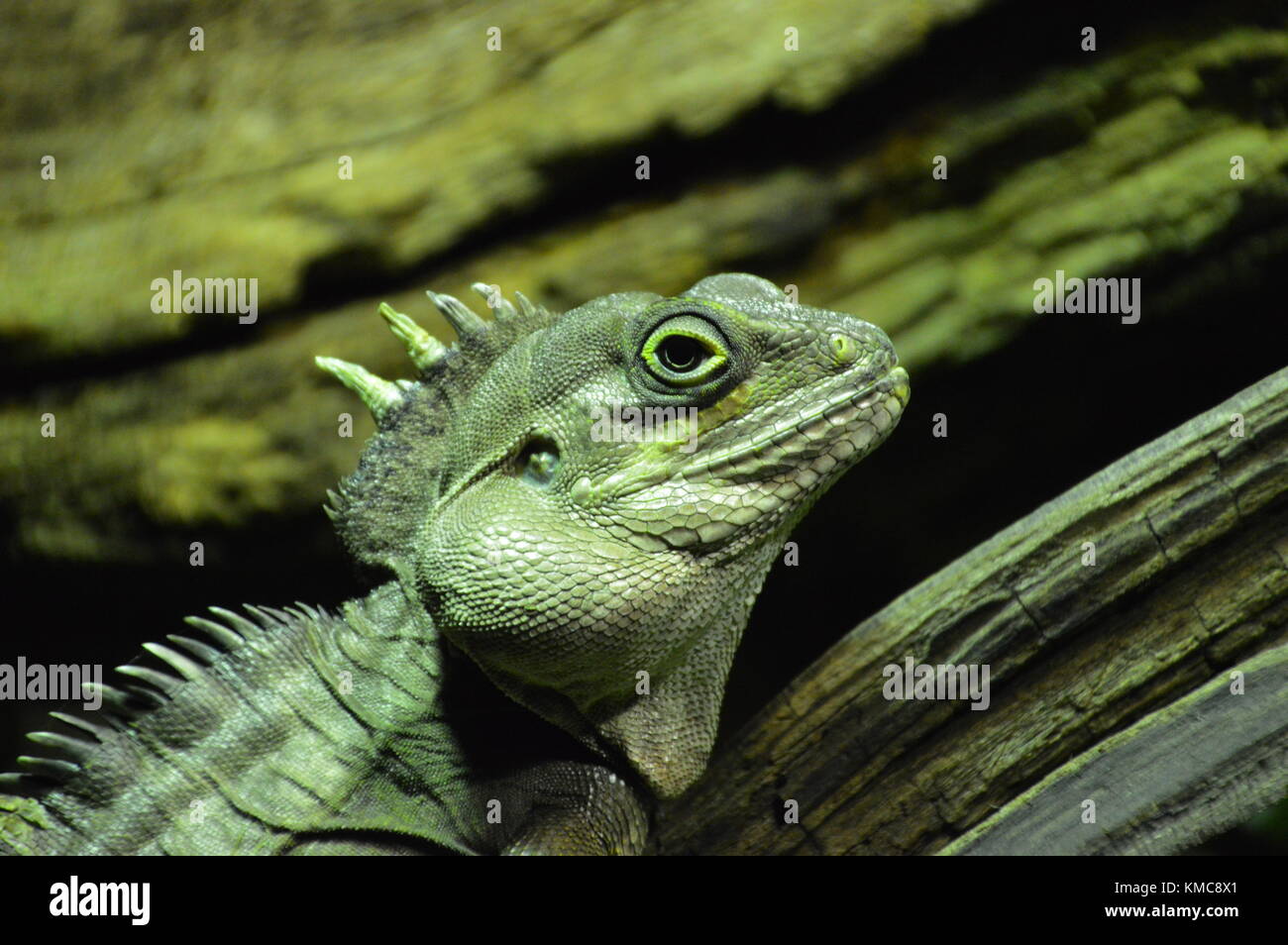 Squamte reptile hi-res stock photography and images - Alamy