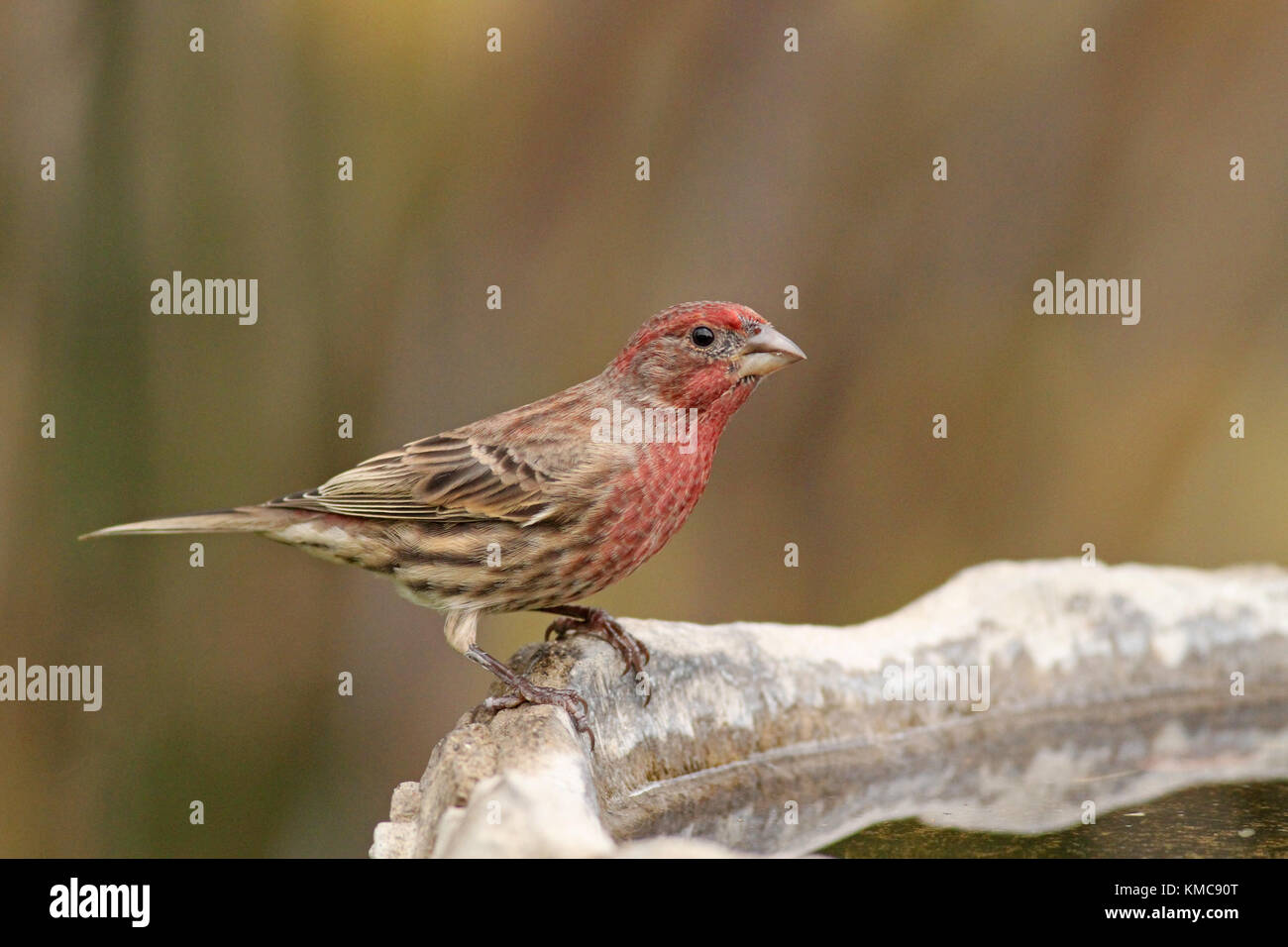 House finch usa water hi-res stock photography and images - Alamy