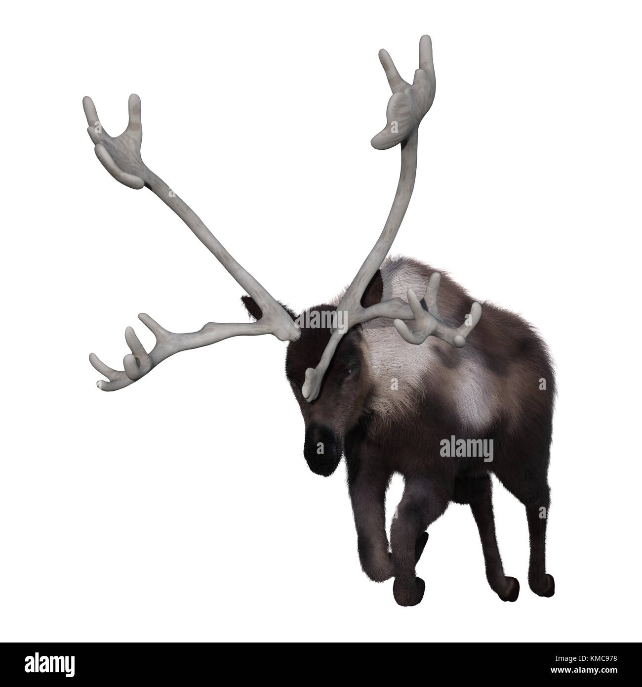 3D rendering of a caribou jumping isolated on white background Stock ...