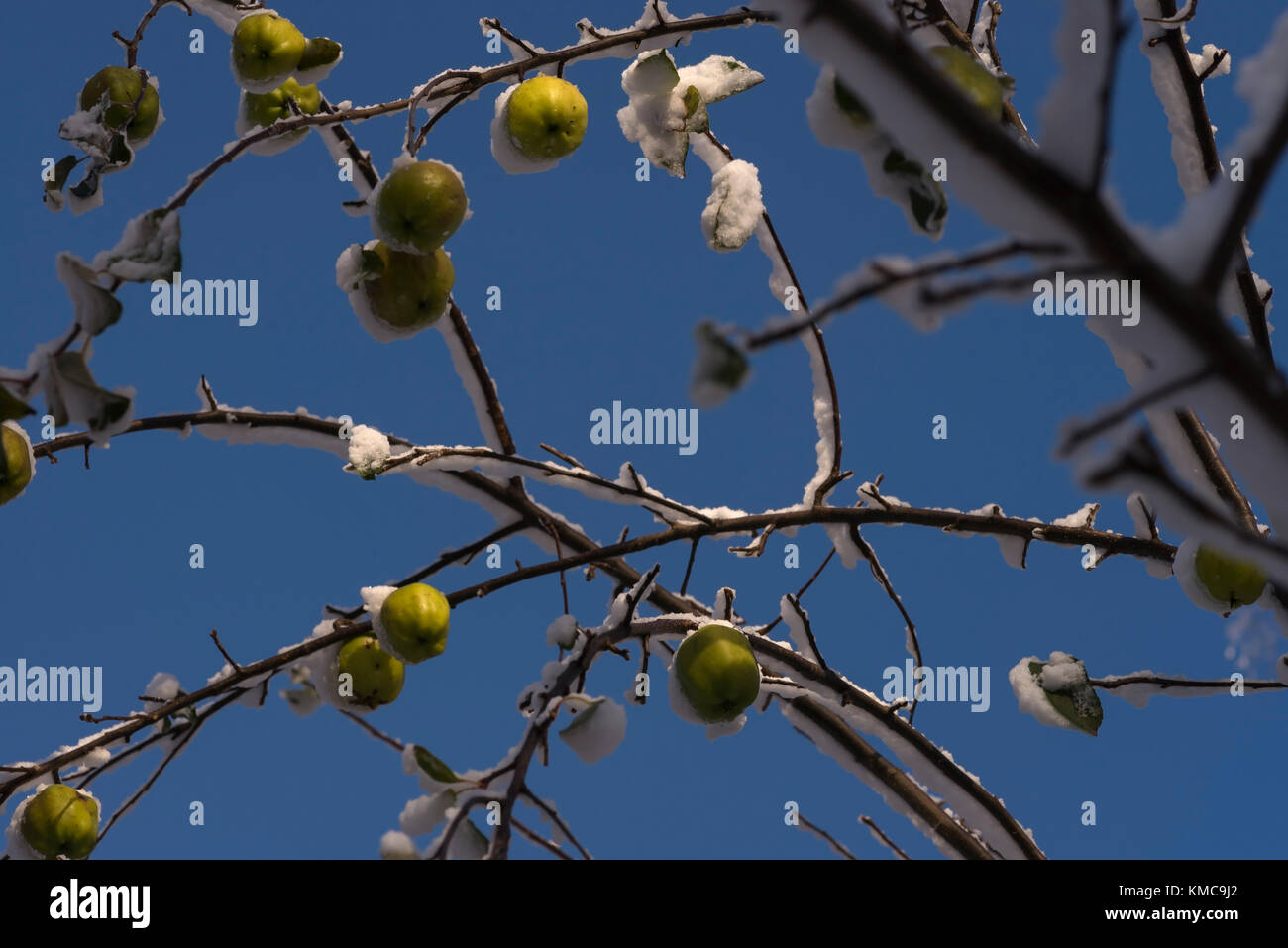 Wild apple tree hi-res stock photography and images - Alamy