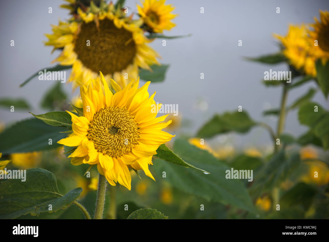 Sunflowers in the morning Stock Photo - Alamy