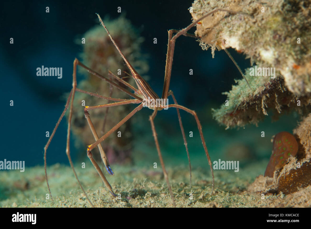 Arrow crab hi-res stock photography and images - Alamy