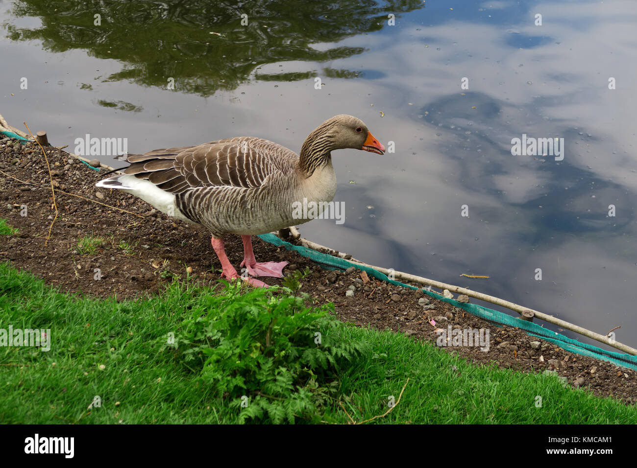 A beautiful white fronted goose walking by the rivers edge Stock Photo ...