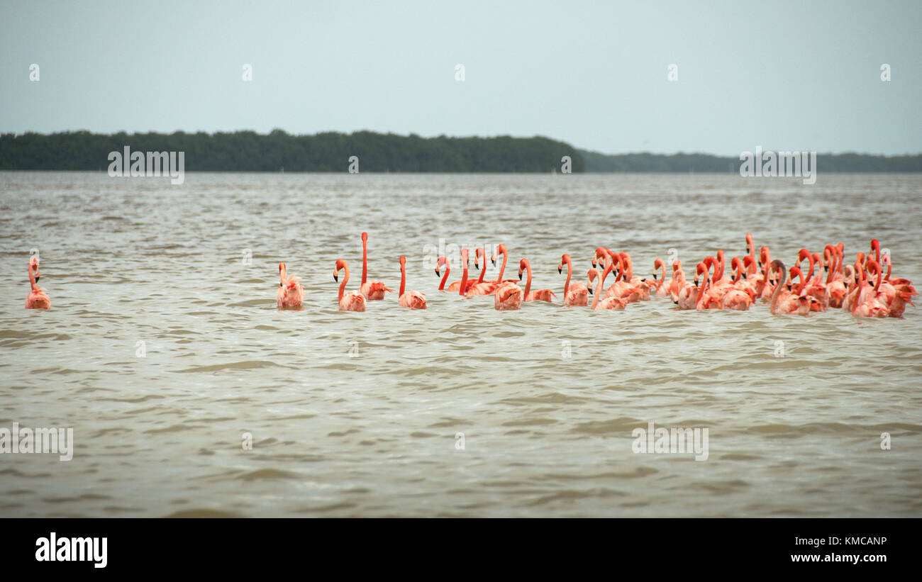 Reserva ecologica el corchito mexico hi-res stock photography and ...