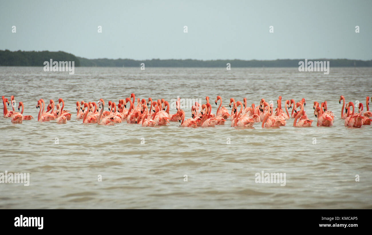 Pink flamingos at the El Corchito ecological reserve, near Progreso ...