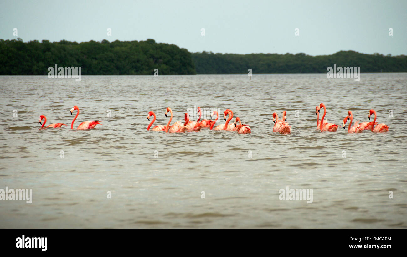 Pink flamingos at the El Corchito ecological reserve, near Progreso ...
