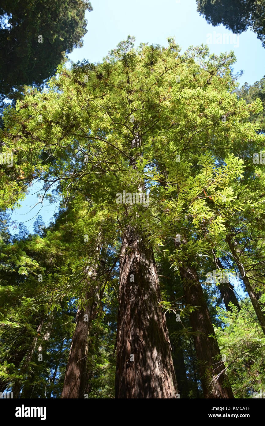 Giant sequoia tree sentinel hi-res stock photography and images - Alamy