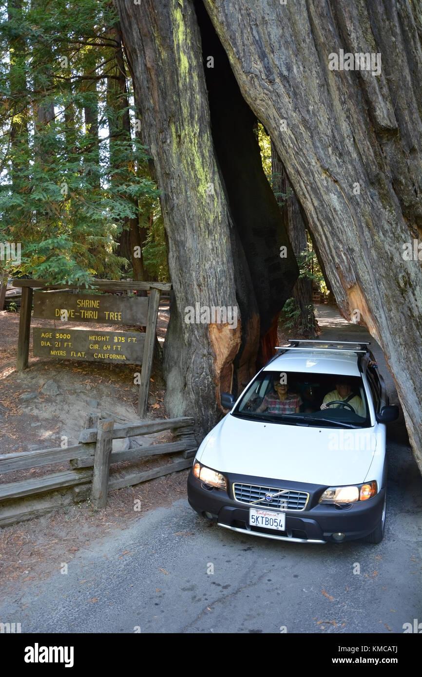 Drive thru tree hi-res stock photography and images - Alamy