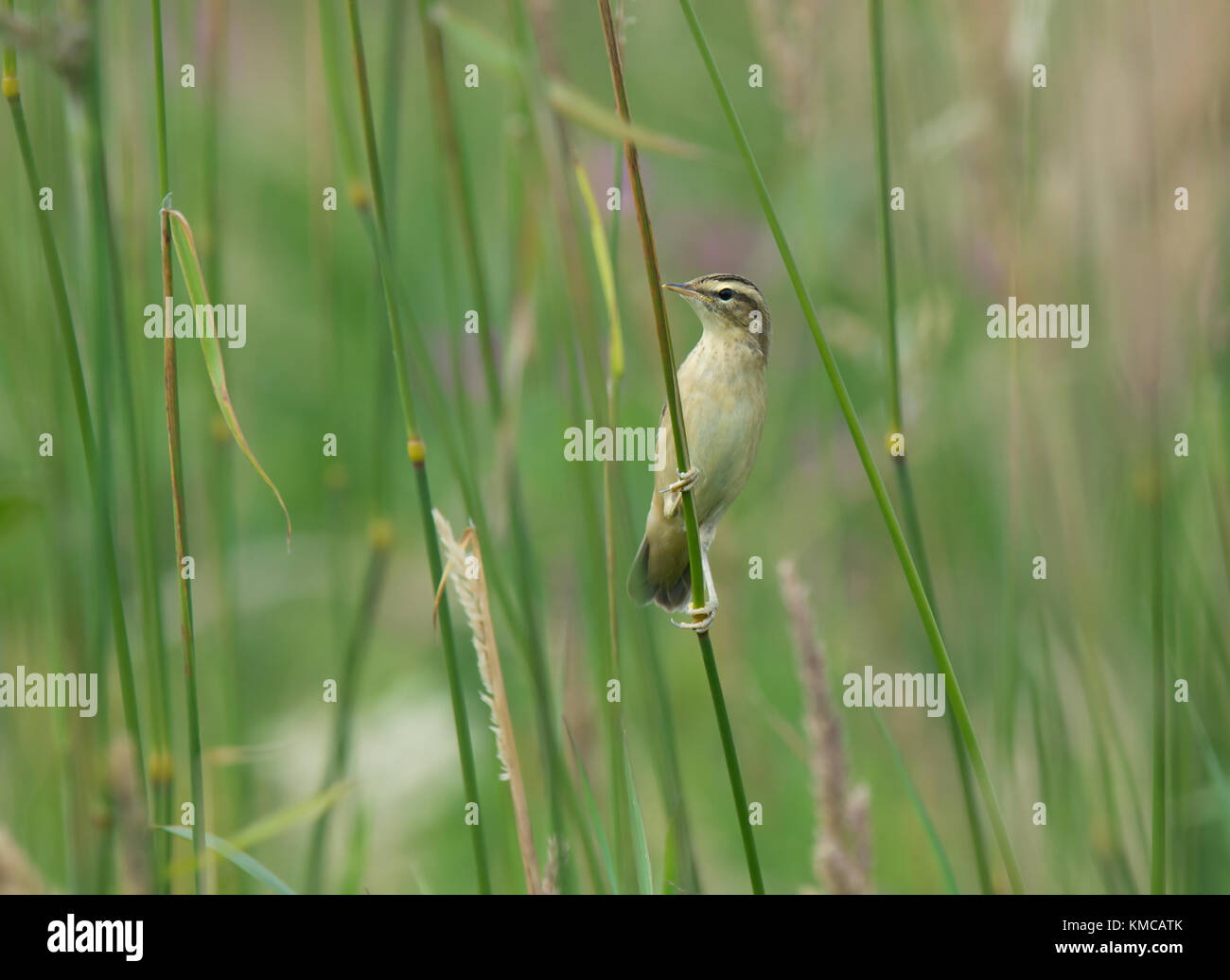 Sedge Warbler, Acrocephalus schoenobaenus, in reed bed in summer ...