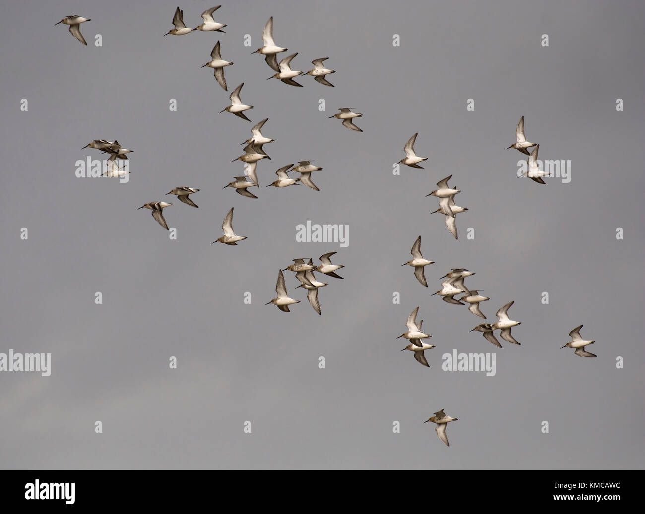 A flock of Common Sandpiper, Actitis hypoleucos, flying against plain ...