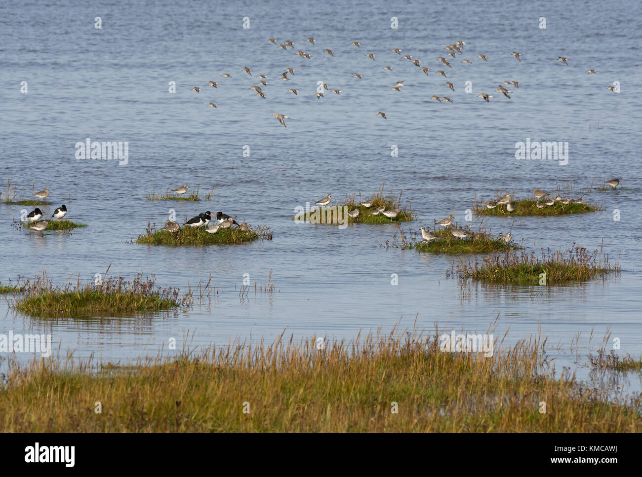 Small wading bird uk hi-res stock photography and images - Alamy